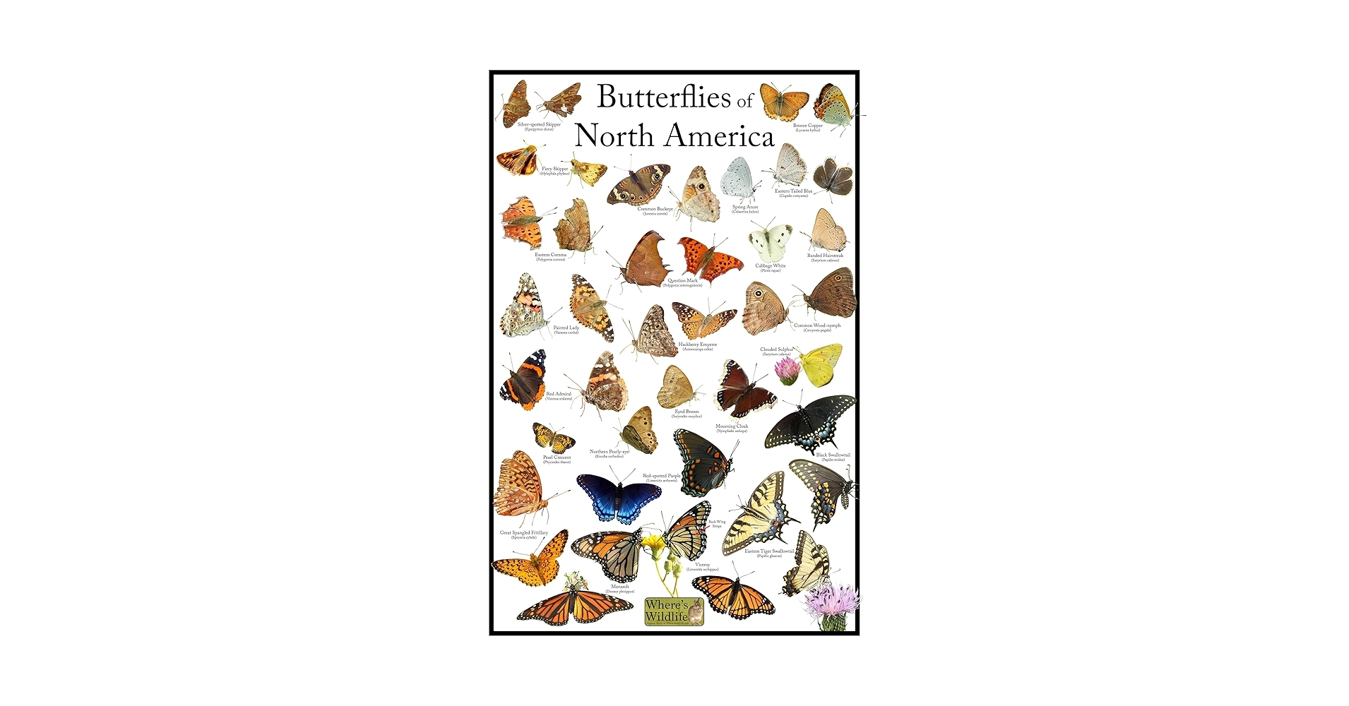 North American Butterfly Chart Printable - Printable Chart Template